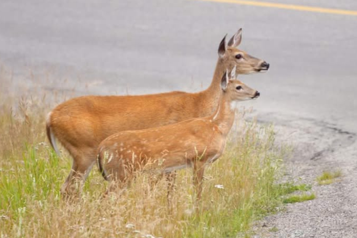 Reports of aggressive deer across Penticton, city warns | Eagle Valley News